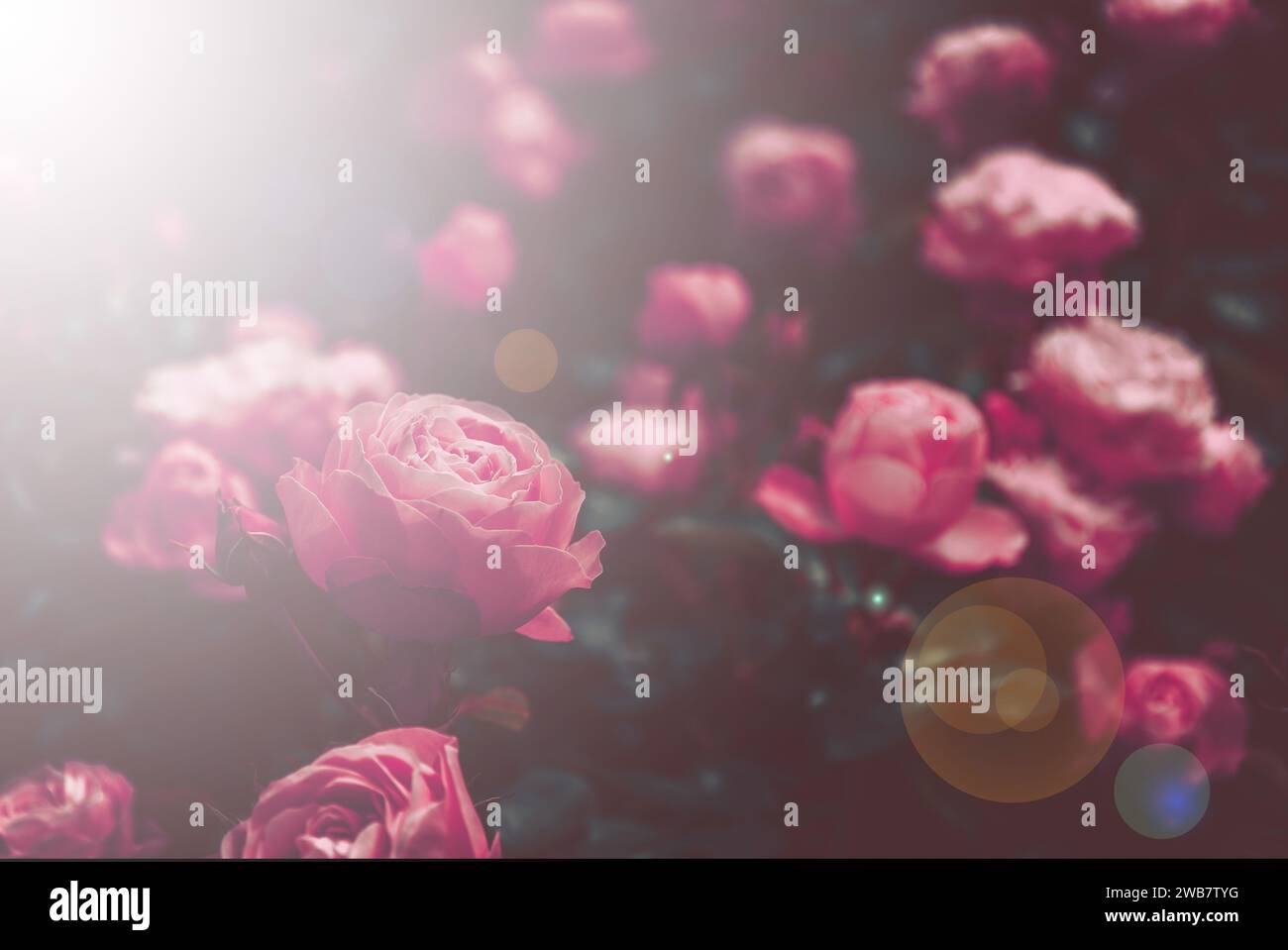 Flower and light; background or texture; spring concep Stock Photo - Alamy