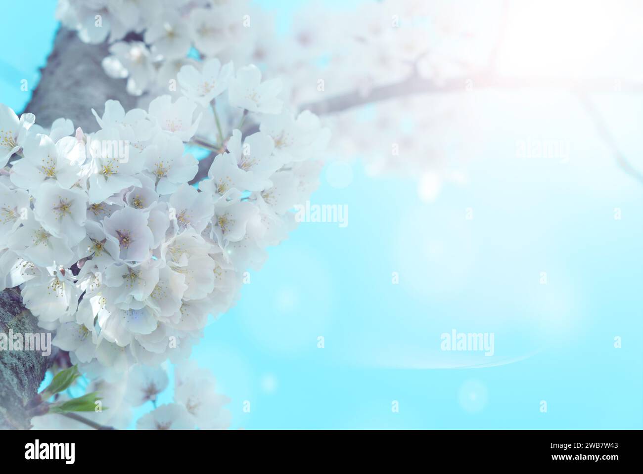 Flower and light; background or texture; spring concep Stock Photo - Alamy