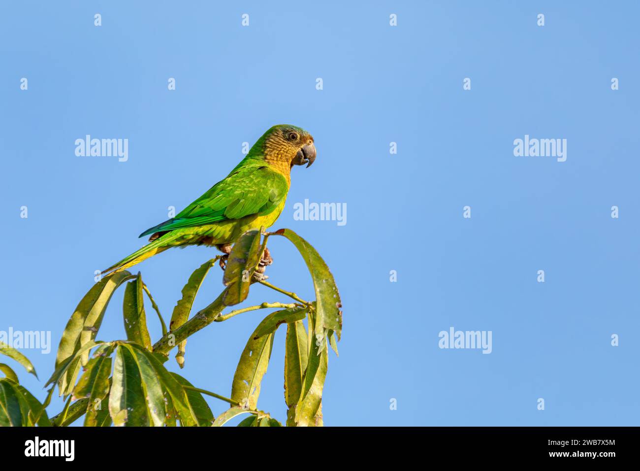 Brown-throated parakeet (Eupsittula pertinax), also known as the St ...