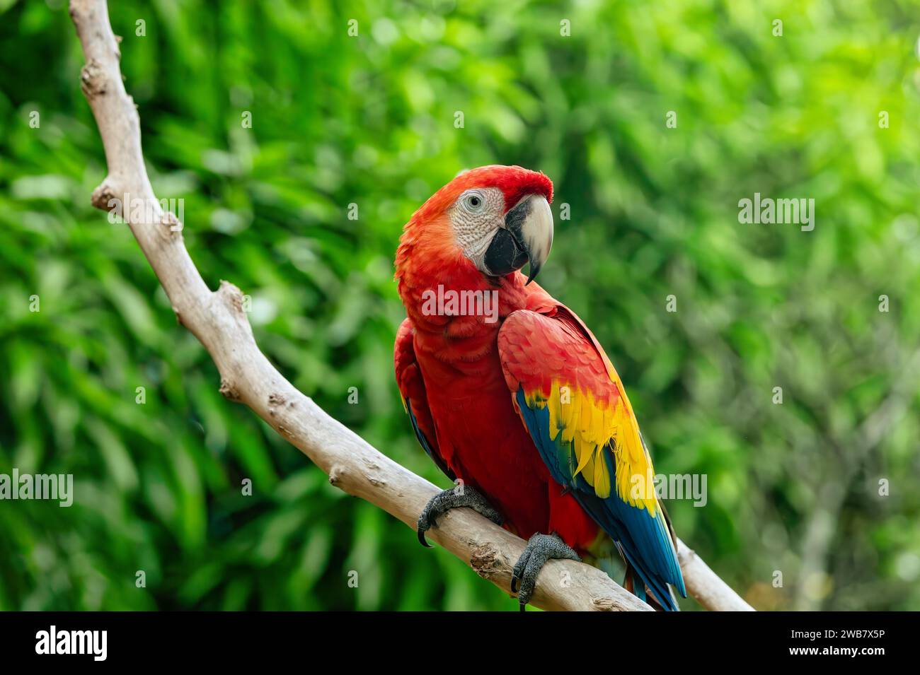 Scarlet macaw (Ara macao) is a large yellow, red and blue Neotropical ...