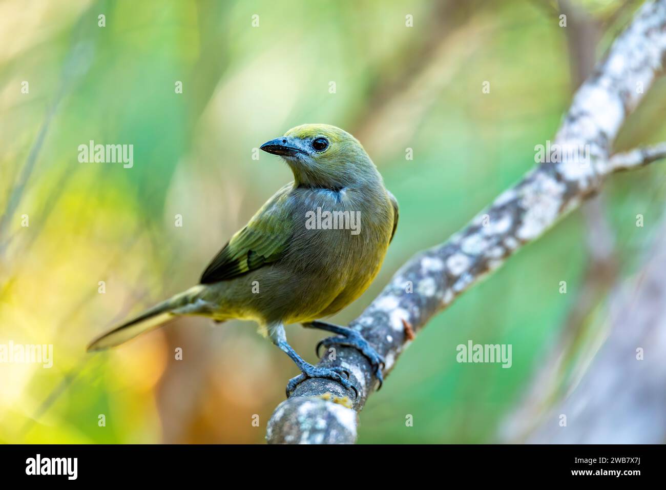 Bird Palm tanager (Thraupis palmarum) is a medium-sized passerine bird ...