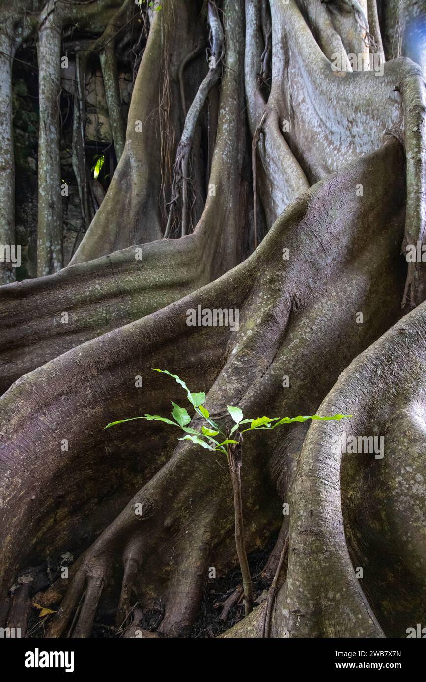 FRENCH WEST INDIES. GUADELOUPE. GRANDE-TERRE, PETIT-CANAL, FORMER ...