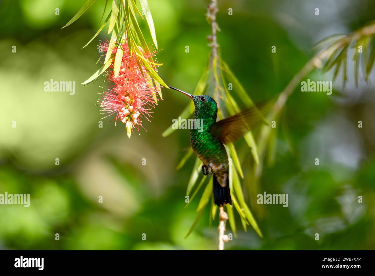 Indigo-capped hummingbird (Saucerottia cyanifrons) is a species of ...