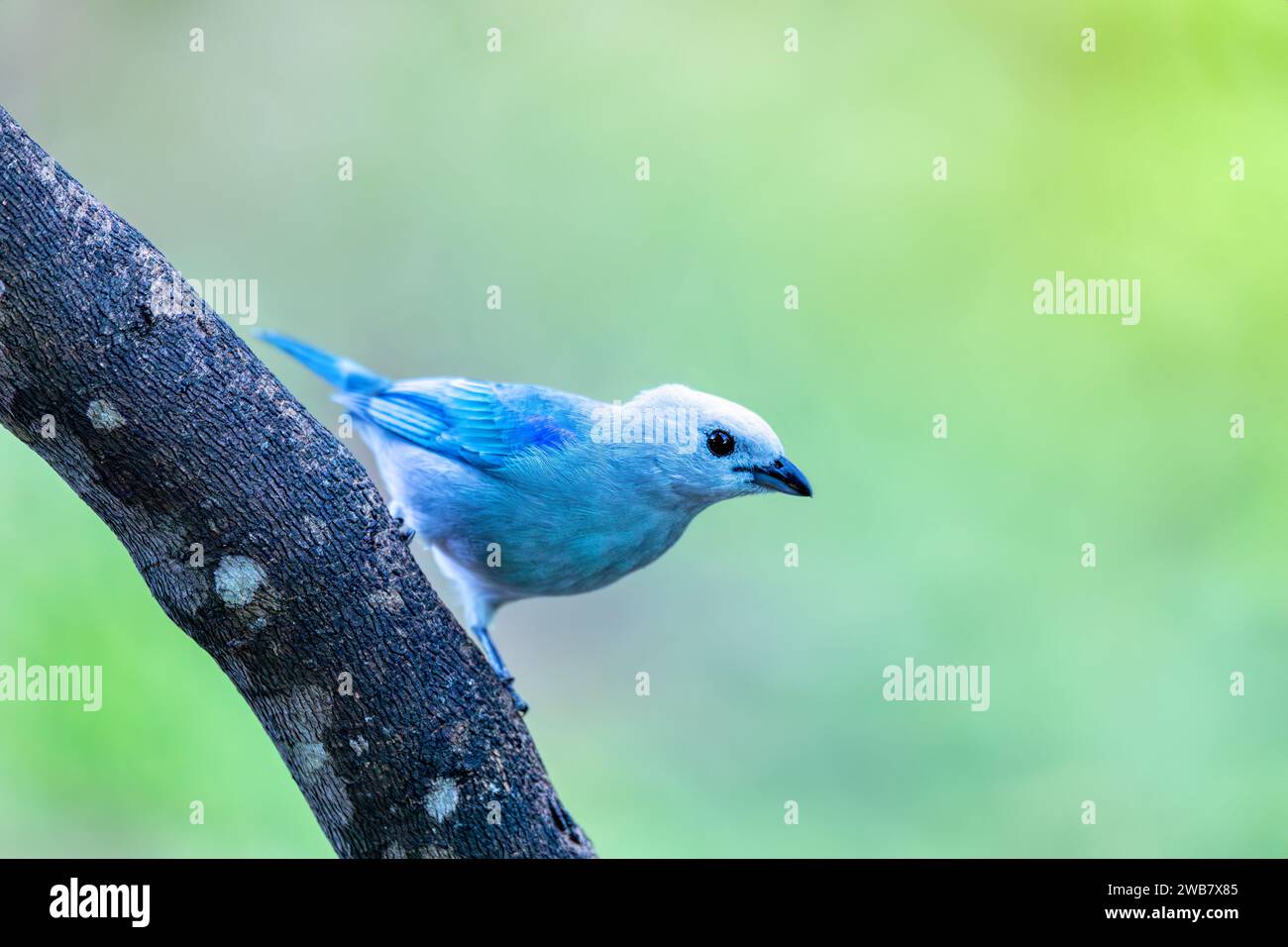 Bird Blue-gray tanager (Thraupis episcopus) is a medium-sized South ...