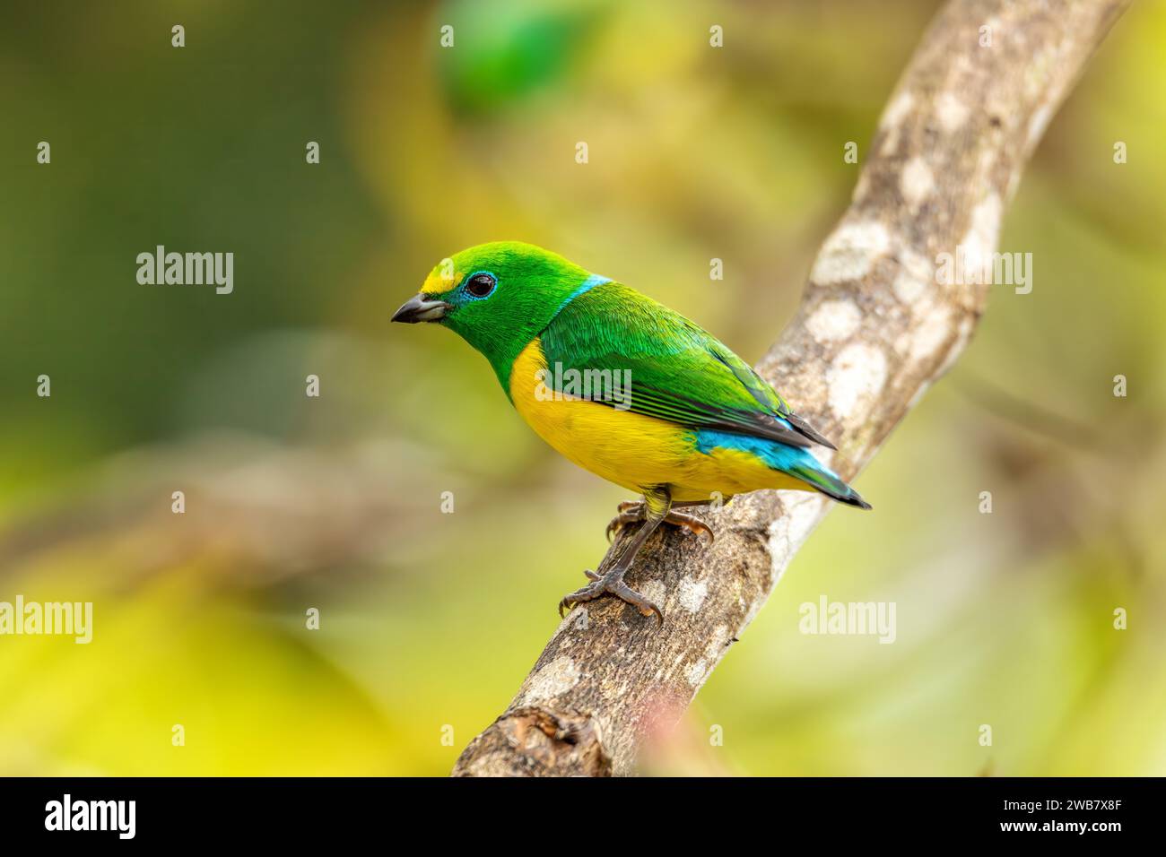 Blue-naped chlorophonia (Chlorophonia cyanea), South American species ...