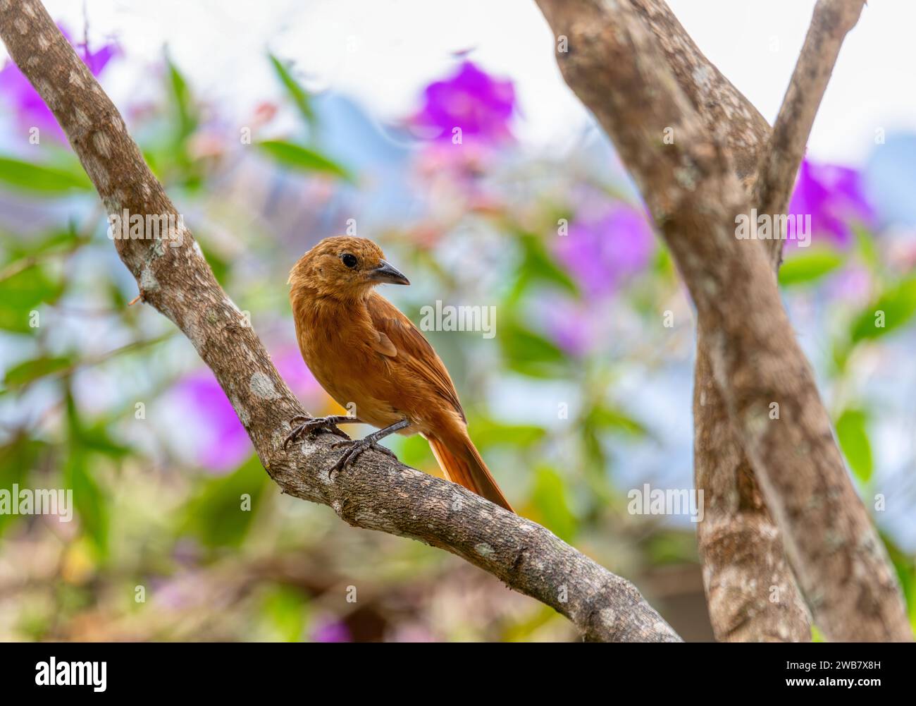 Bird White-lined tanager (Tachyphonus rufus) female, medium-sized ...