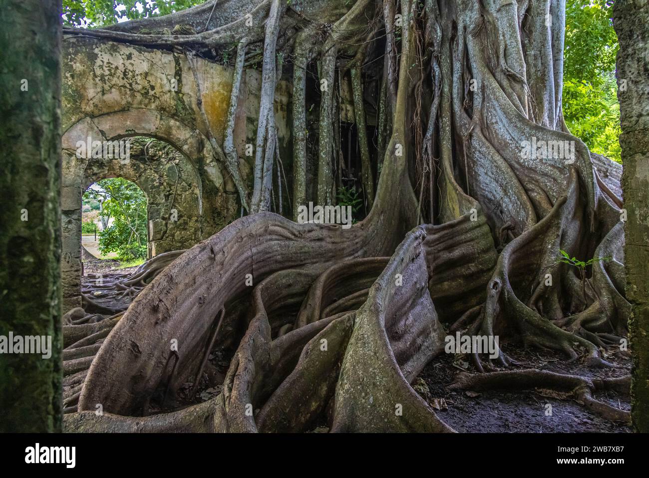 Cursed fig tree hi-res stock photography and images - Alamy