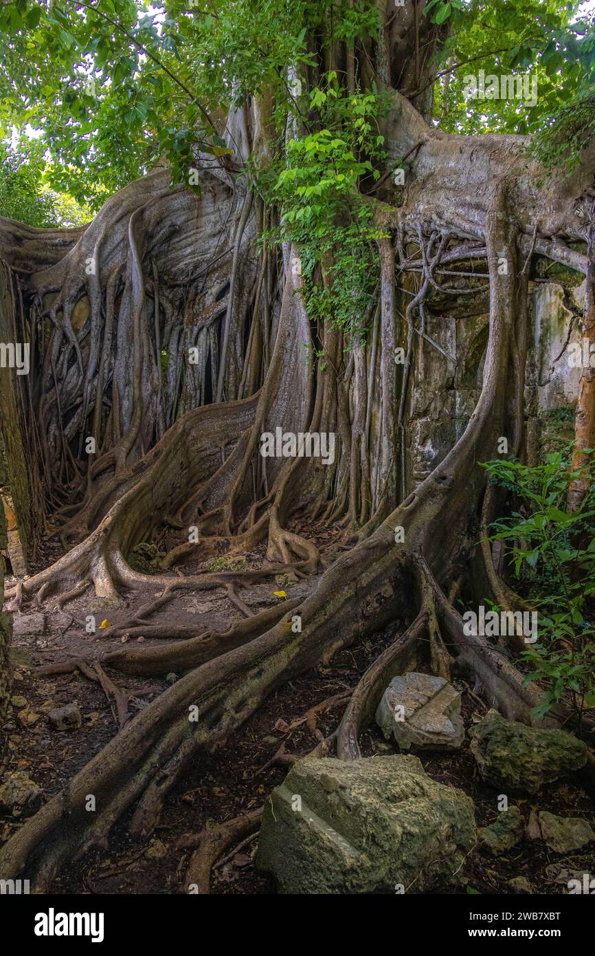 FRENCH WEST INDIES. GUADELOUPE. GRANDE-TERRE, PETIT-CANAL, FORMER ...