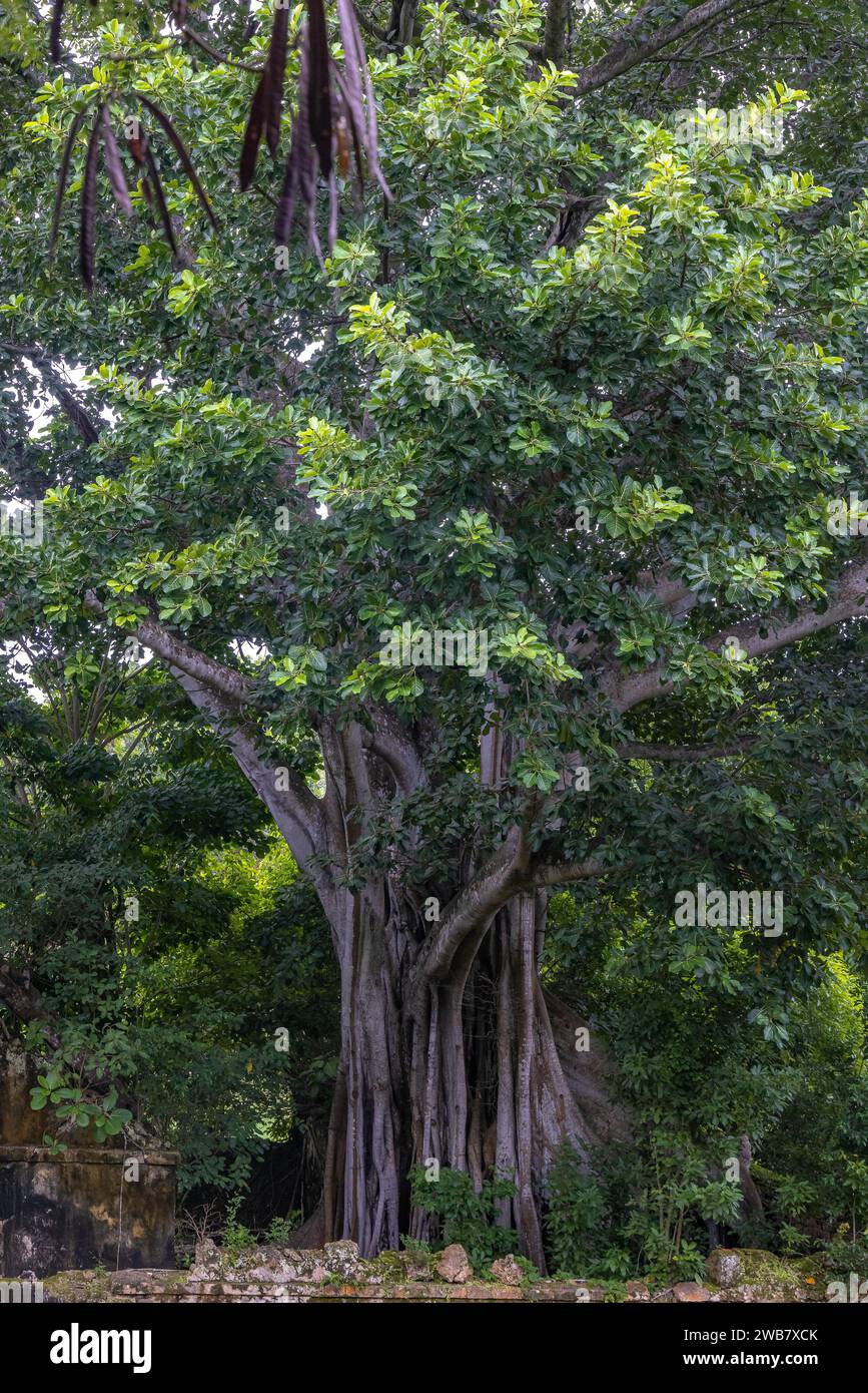 Cursed fig tree hi-res stock photography and images - Alamy