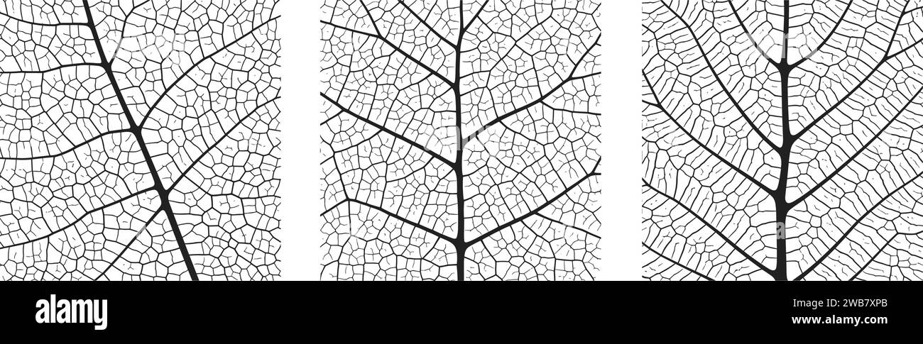 Leaf vein texture abstract background set with close up plant leaf ...
