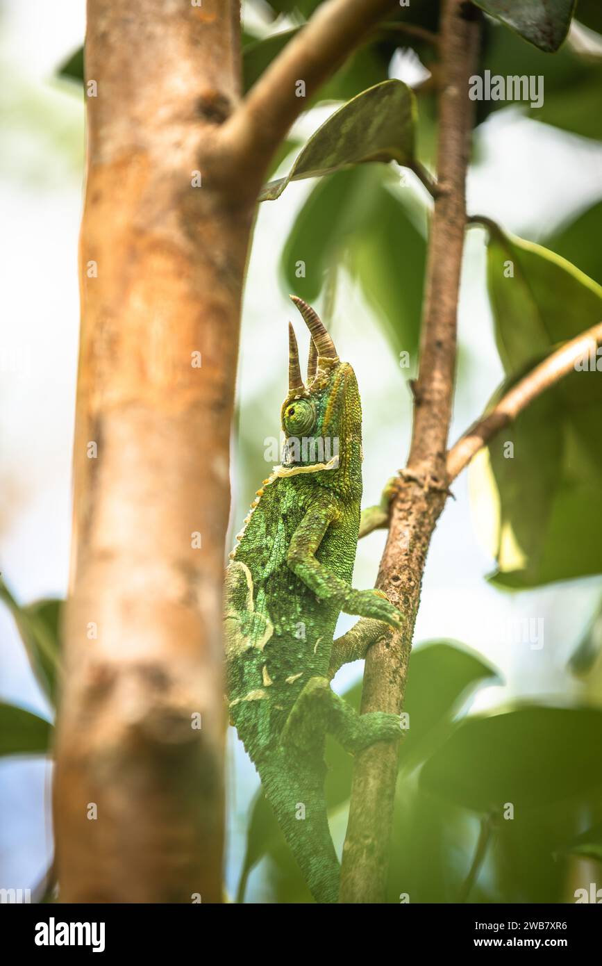 Oahu Hawaii, Three-horned chameleon Stock Photo - Alamy