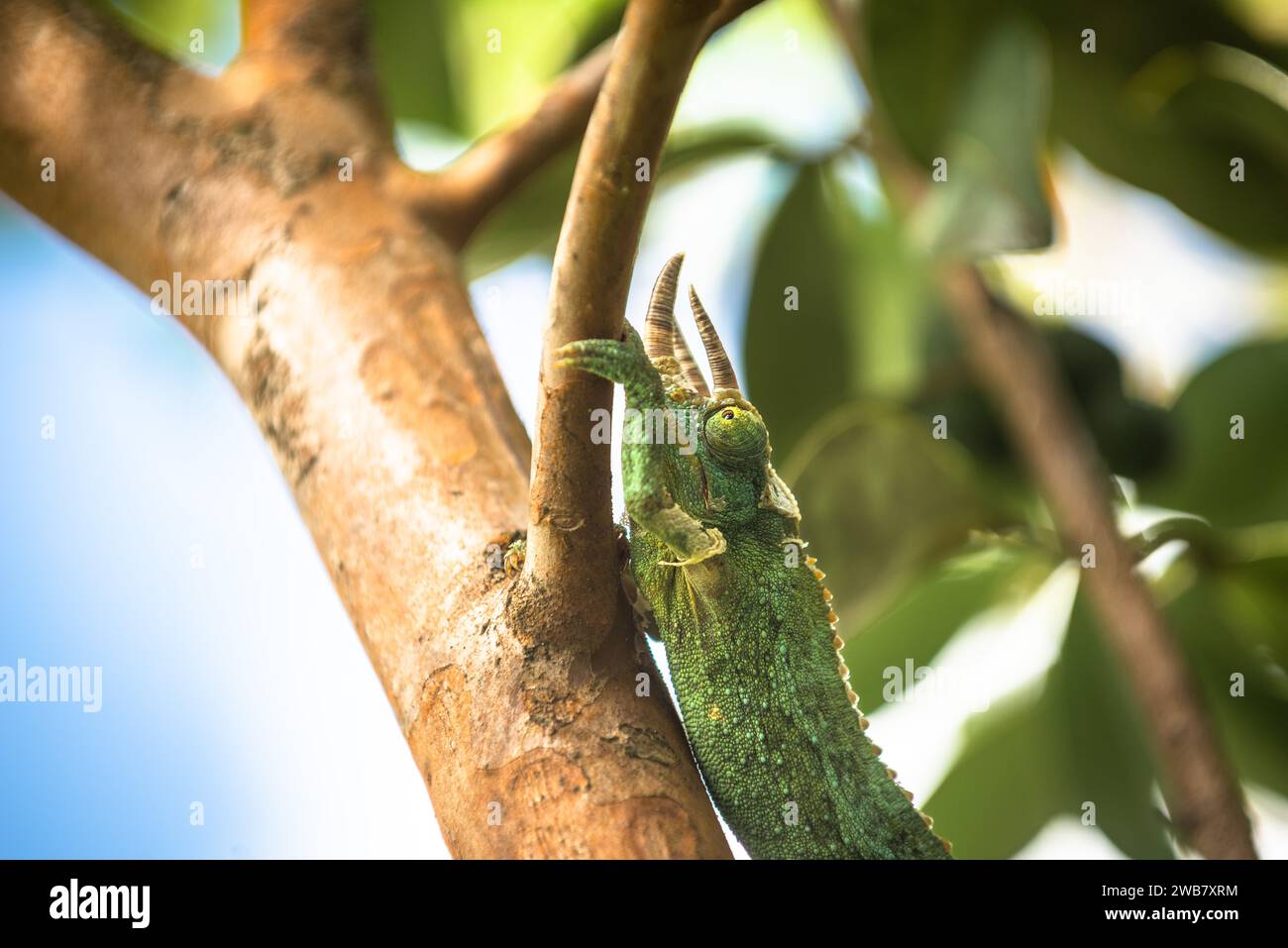 Oahu Hawaii, Three-horned chameleon Stock Photo - Alamy