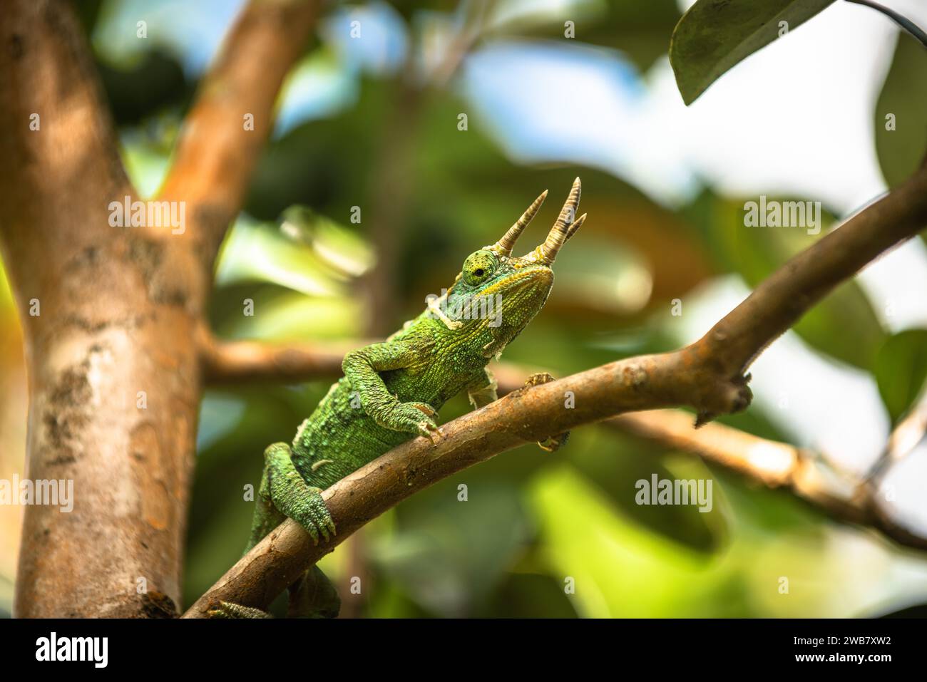 Oahu Hawaii, Three-horned chameleon Stock Photo - Alamy