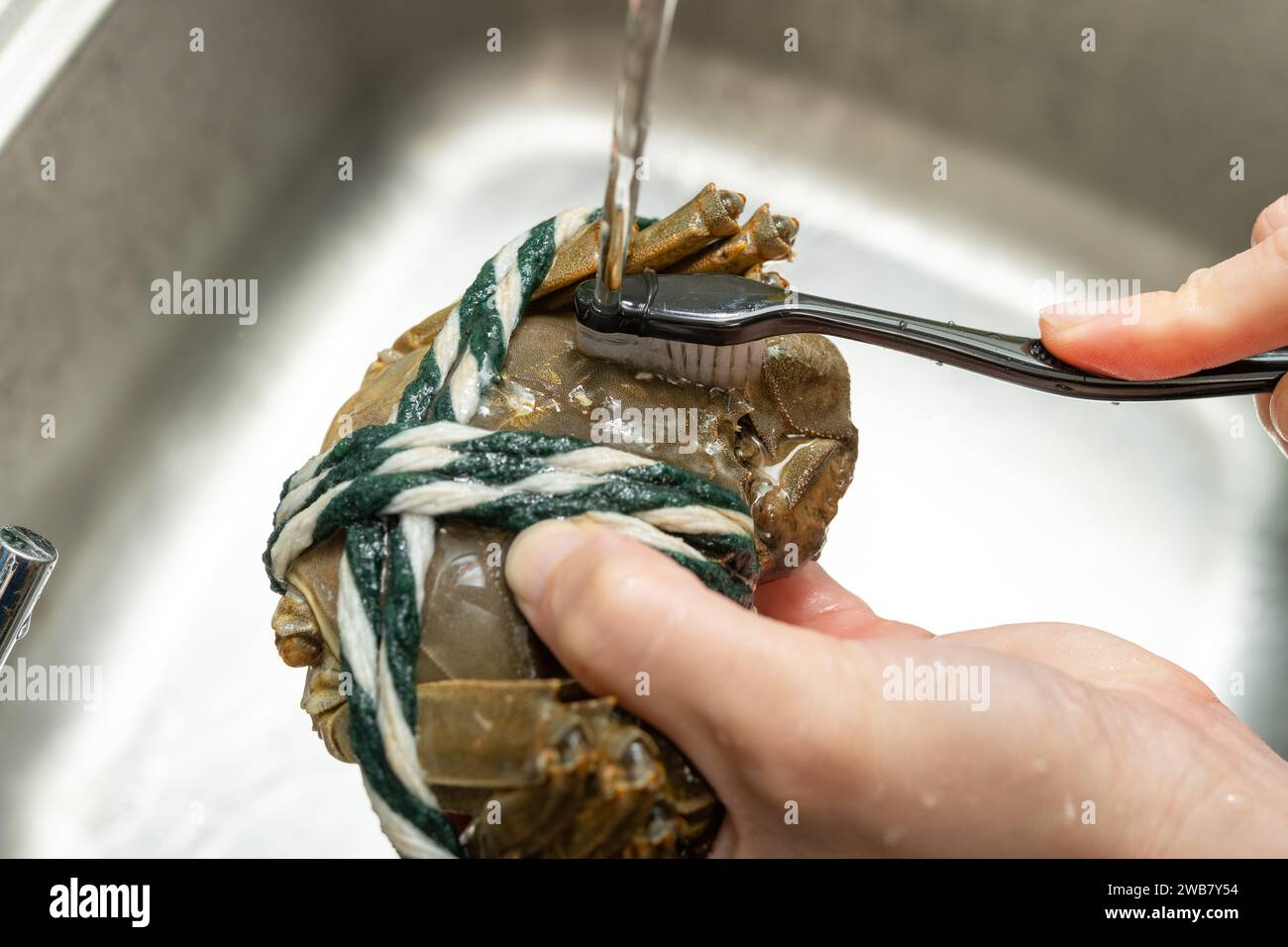 lady cleaning and brushing a crab Stock Photo - Alamy