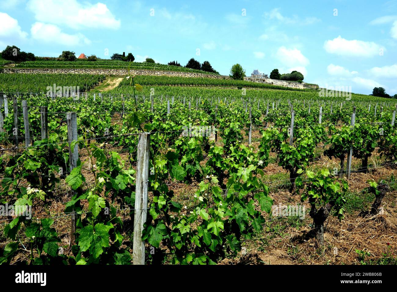 Vineyard medieval town st emilion vines grapes french growing gr hi-res ...