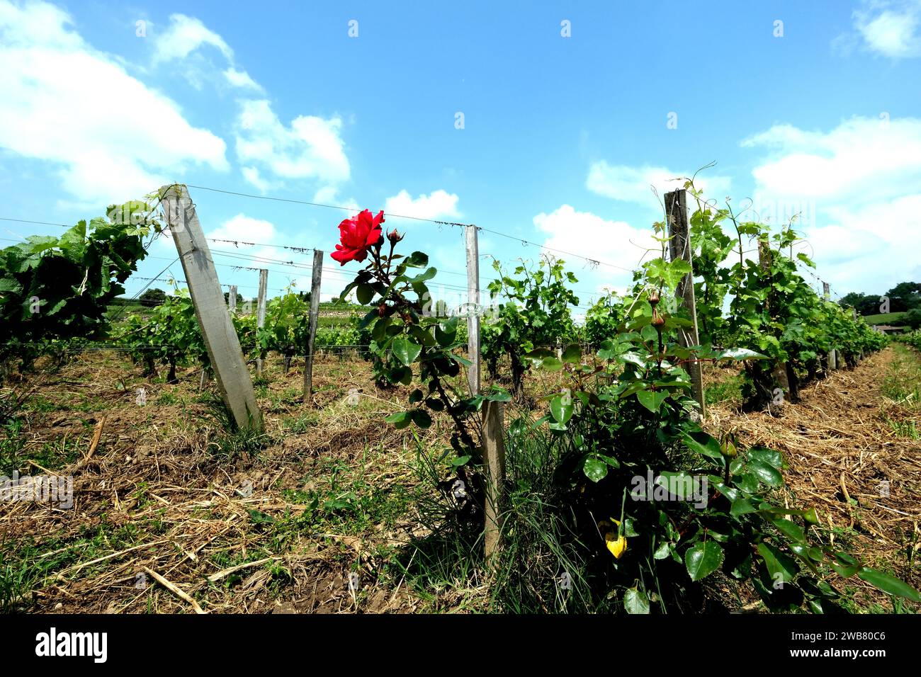 A rose growing at the end of a row of vines in St Emilion near Bordeaux ...