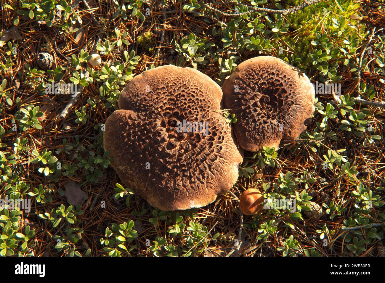 Close up on a brown, big meaty, and wide mushroom. Scaly Tooth fungus ...