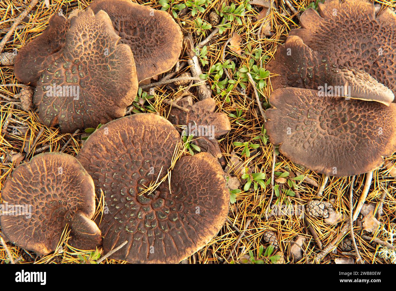 Close up on a brown, big meaty, and wide mushroom. Scaly Tooth fungus ...