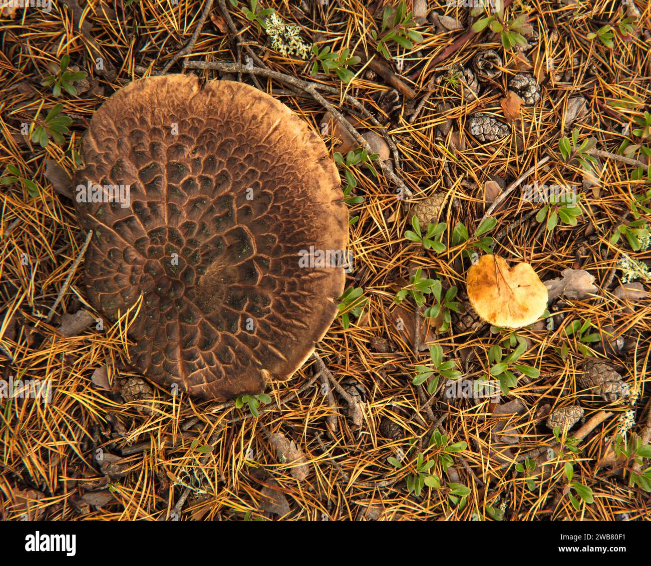 Close up on a brown, big meaty, and wide mushroom. Scaly Tooth fungus ...
