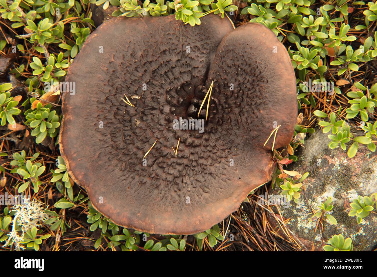 Close up on a brown, big meaty, and wide mushroom. Scaly Tooth fungus ...