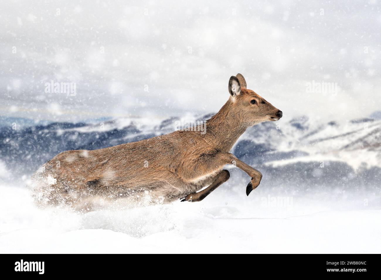 Running deer hi-res stock photography and images - Alamy