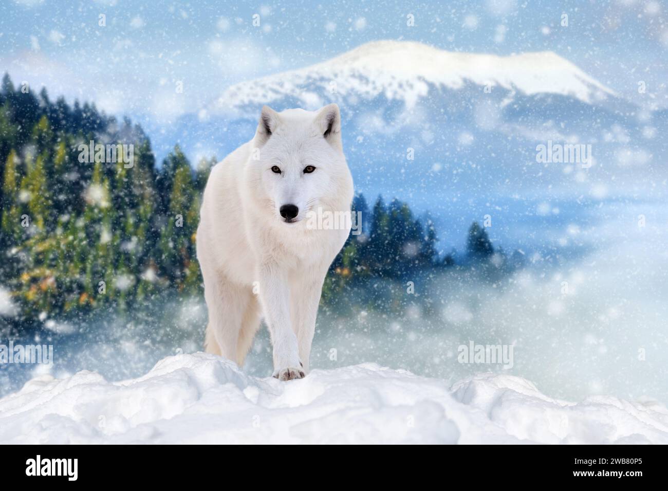 Arctic wolf in the winter mountain. Wolf in the nature habitat Stock ...