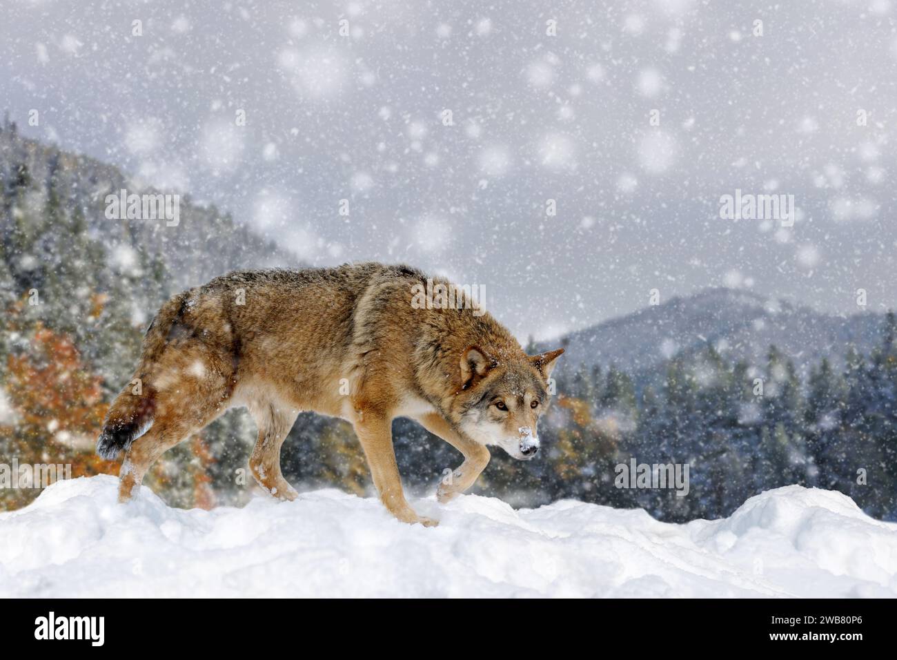 Gray wolf, Canis lupus in the winter mountain. Wolf in the nature ...