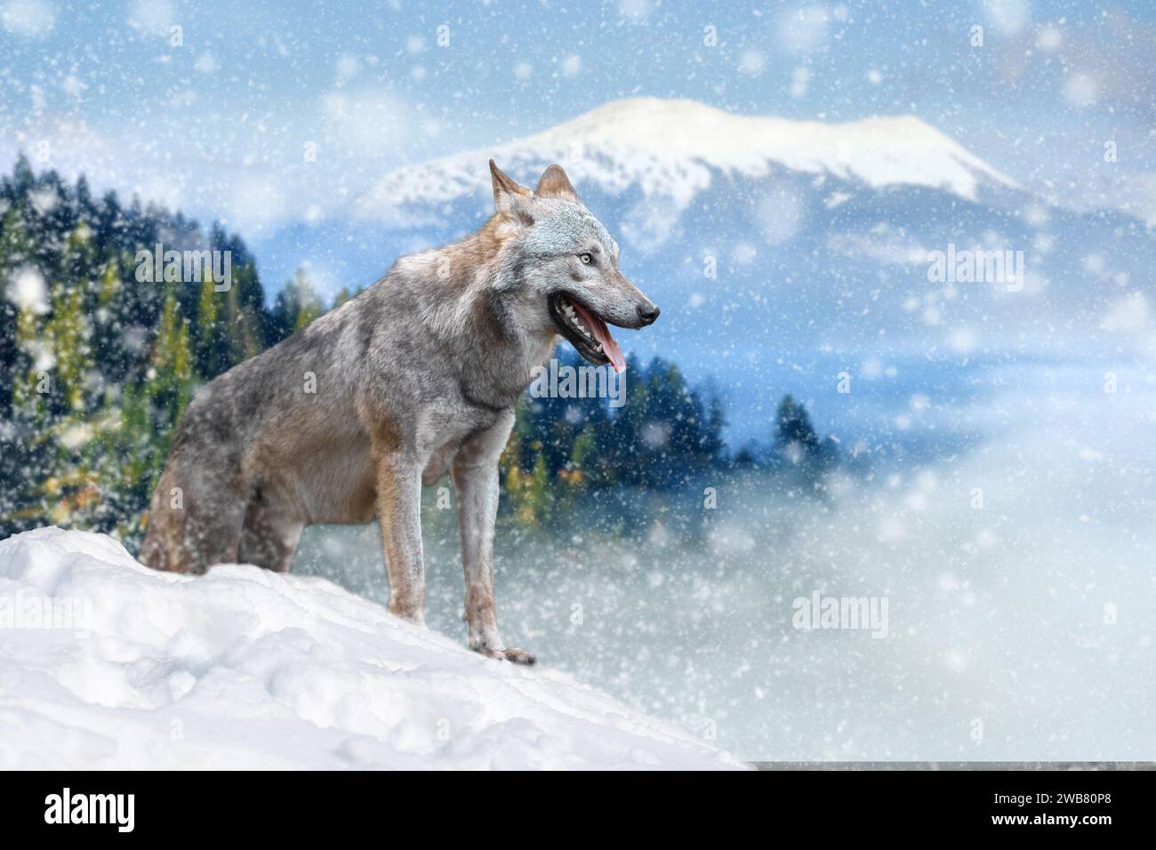Gray wolf, Canis lupus in the winter mountain. Wolf in the nature ...