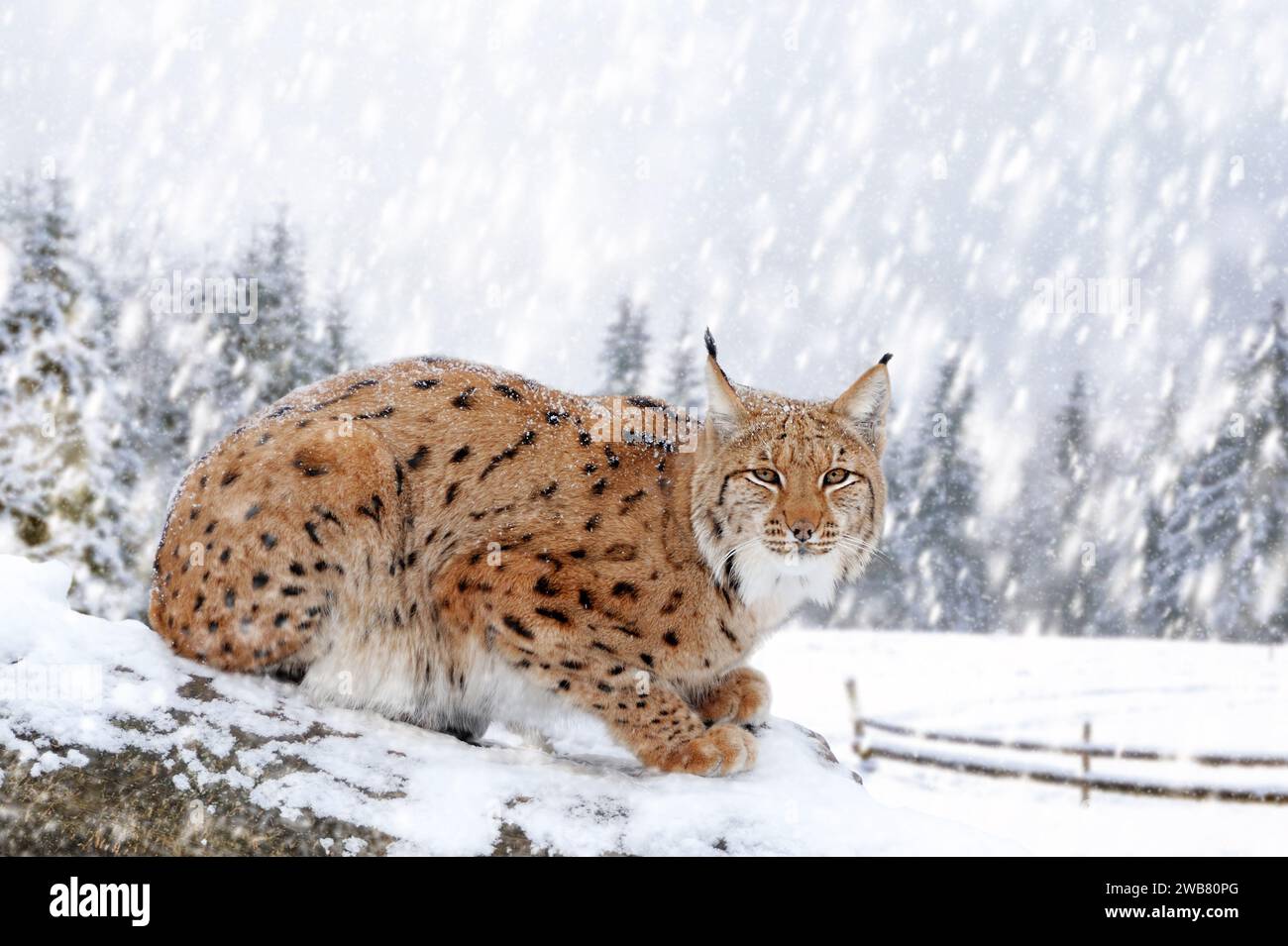 Closeup Adult Lynx in cold time. Bobcat snow in wild winter nature ...