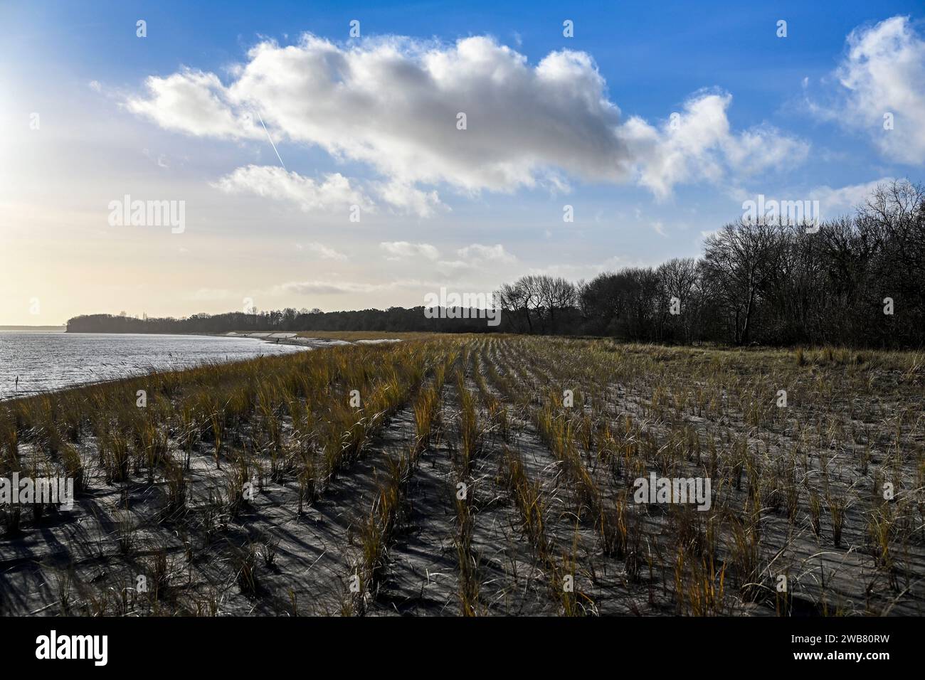 27 December 2023, Mecklenburg-Western Pomerania, Göhren: Marram grass ...