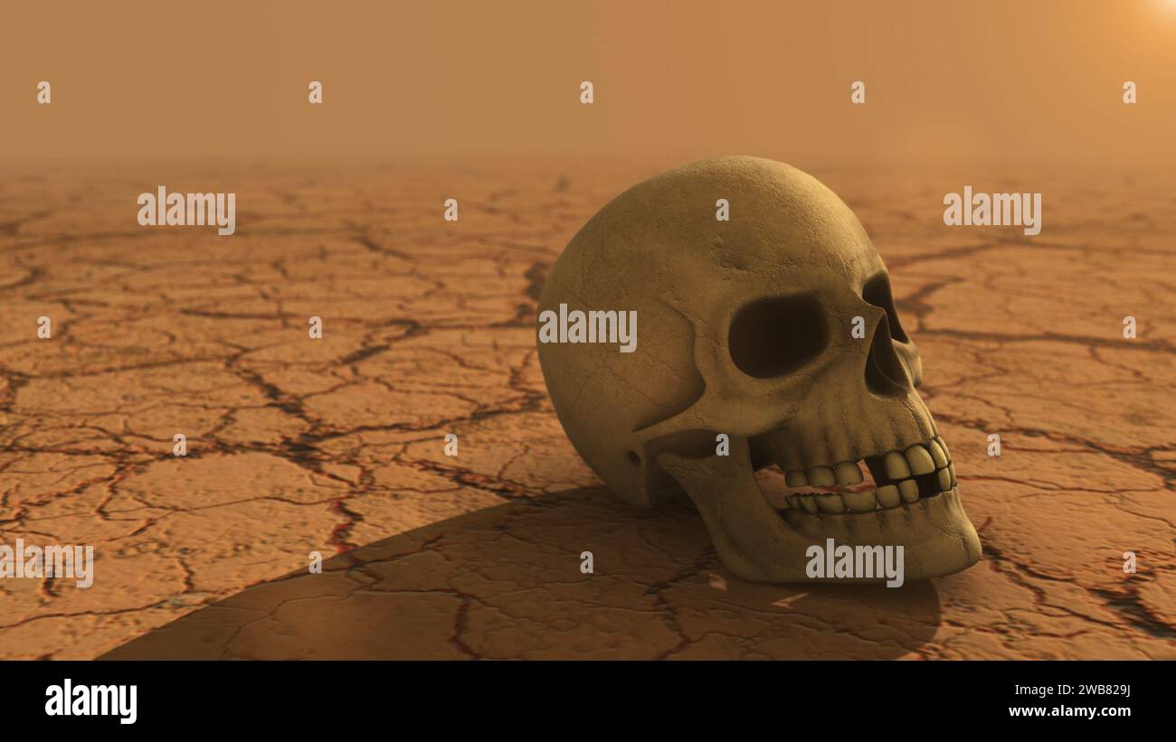 Human skull on dry cracked soil Stock Photo - Alamy