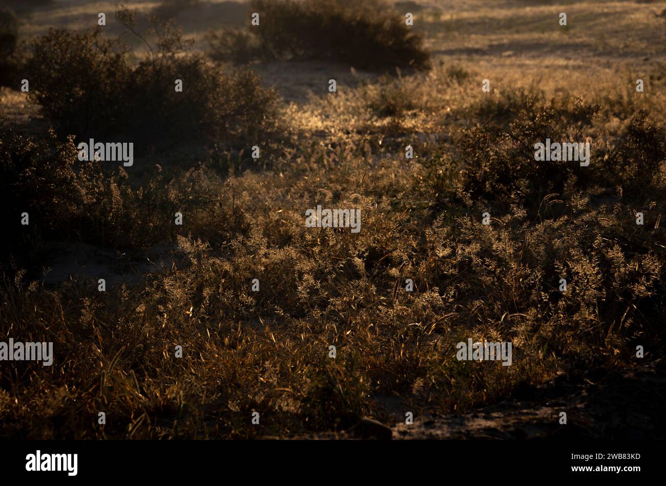 Wild grass scene good as a flora and fauna bacplant life. especially ...