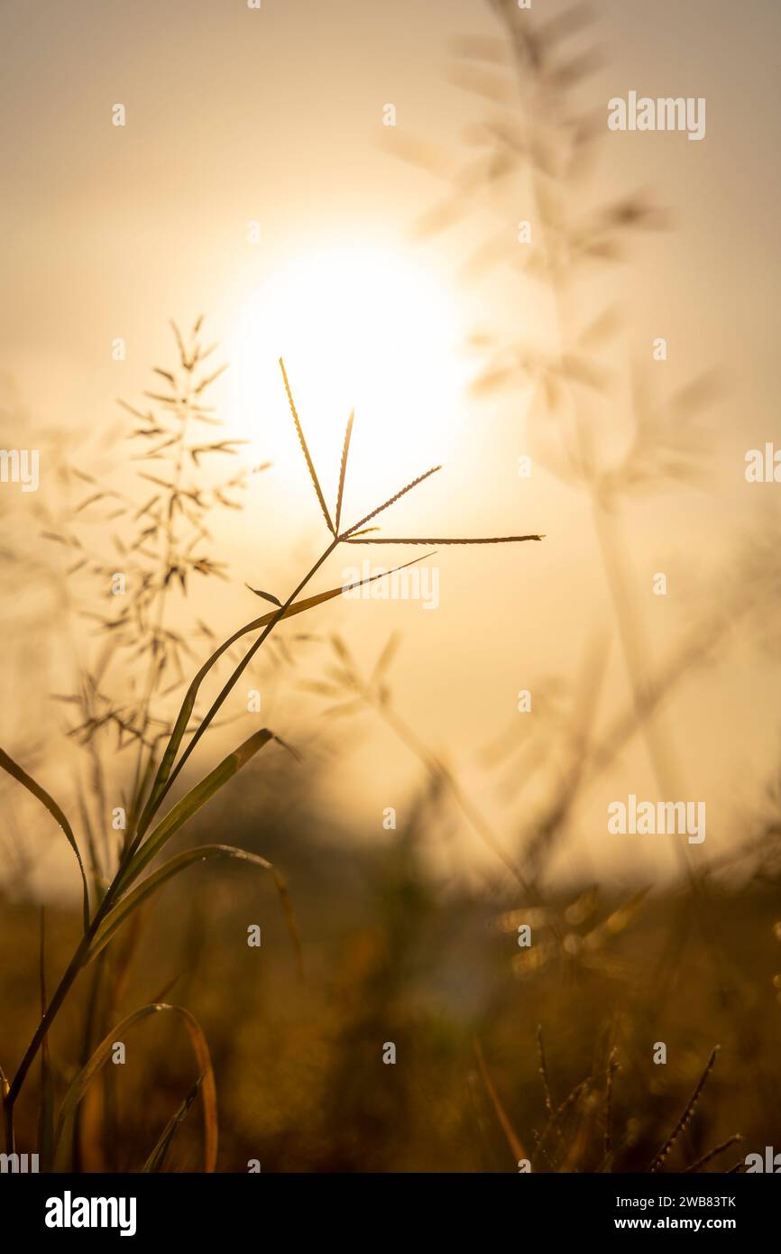 Wild grass scene good as a flora and fauna bacplant life. especially ...