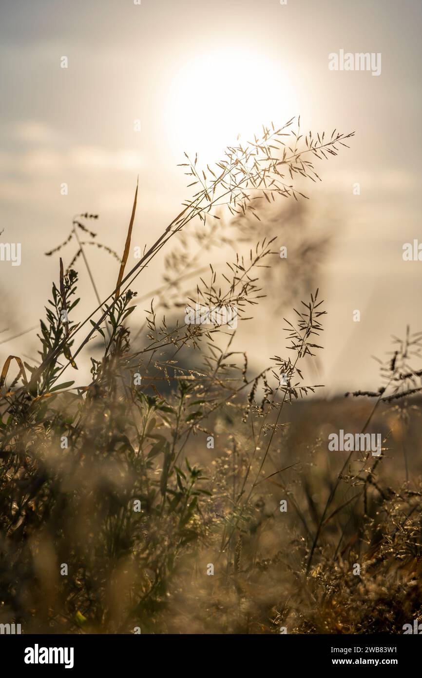 Wild grass scene good as a flora and fauna bacplant life. especially ...