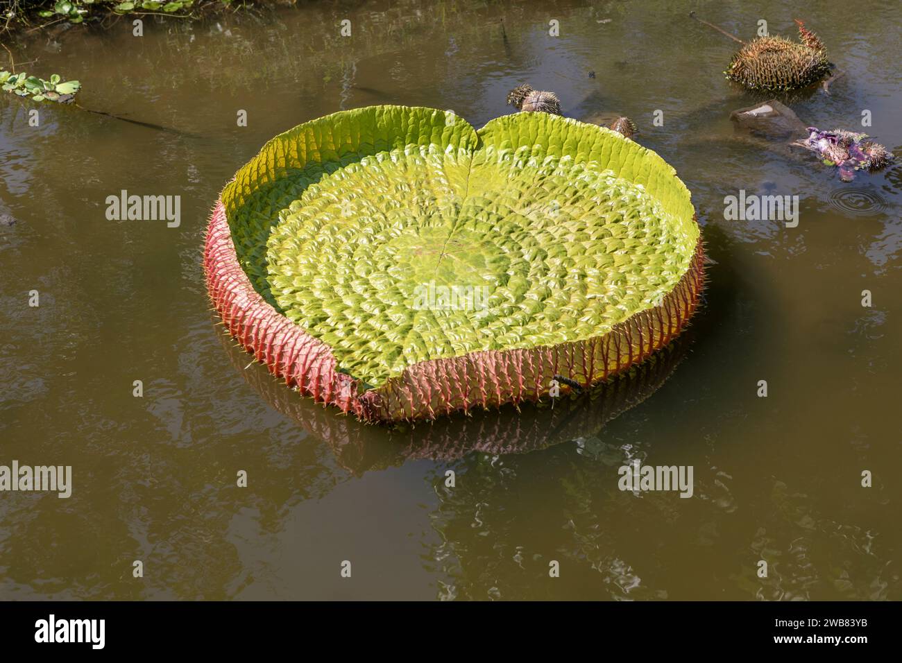 Water lily thailand hi-res stock photography and images - Alamy