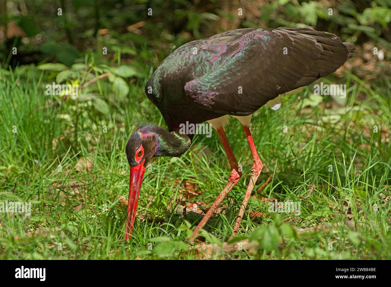 Black stork looking for food in forest clearing. Ciconia nigra National ...