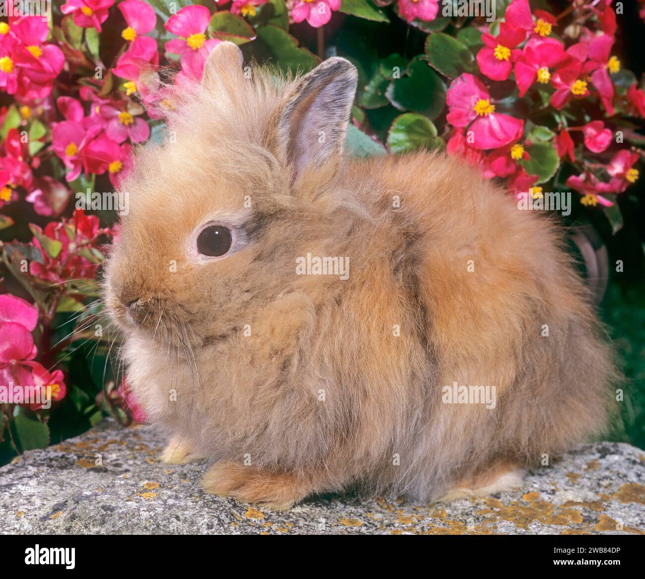 Dwarf rabbit with wooly fur (Lion´s head rabbit), outdoors, in house ...