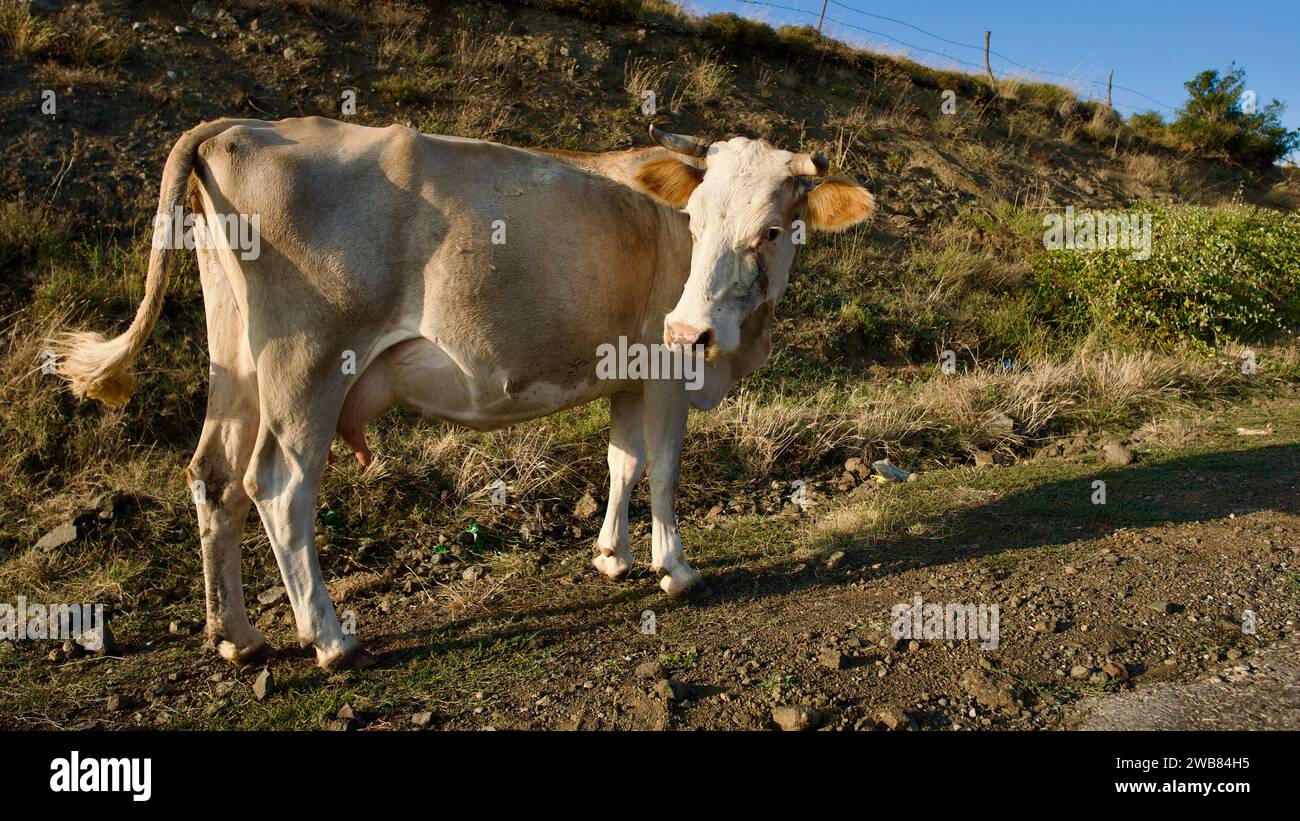 Yellow milk cow walking in the countryside. Adult cow returning to the ...