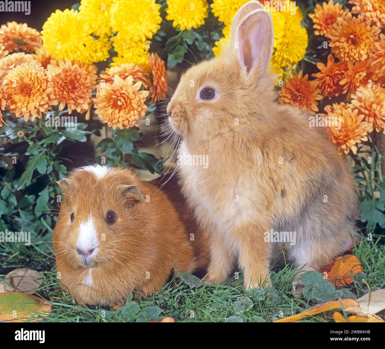 Dwarf rabbit and youing Guinea pig in house garden. pets, Germany Stock ...