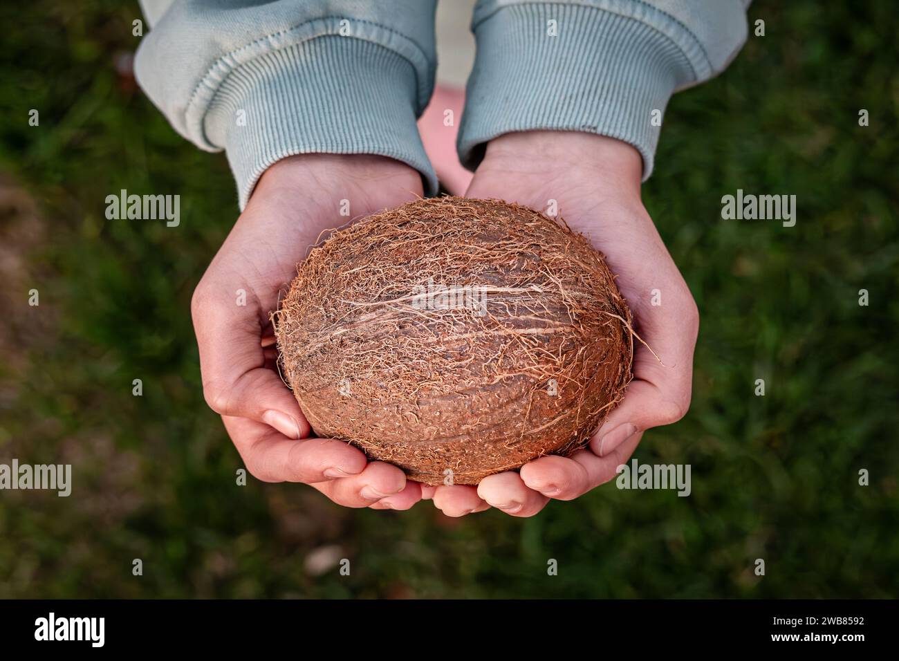 Close up female holding and brown coconut exotic coconut. Proper ...