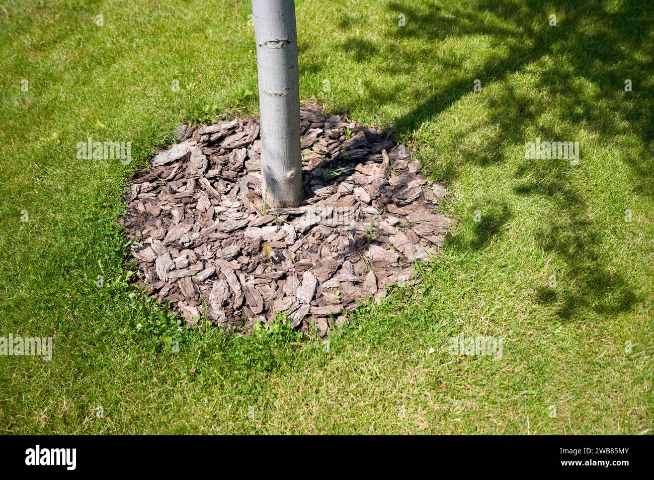 Mulching of the tree trunk with bark for the design Stock Photo - Alamy