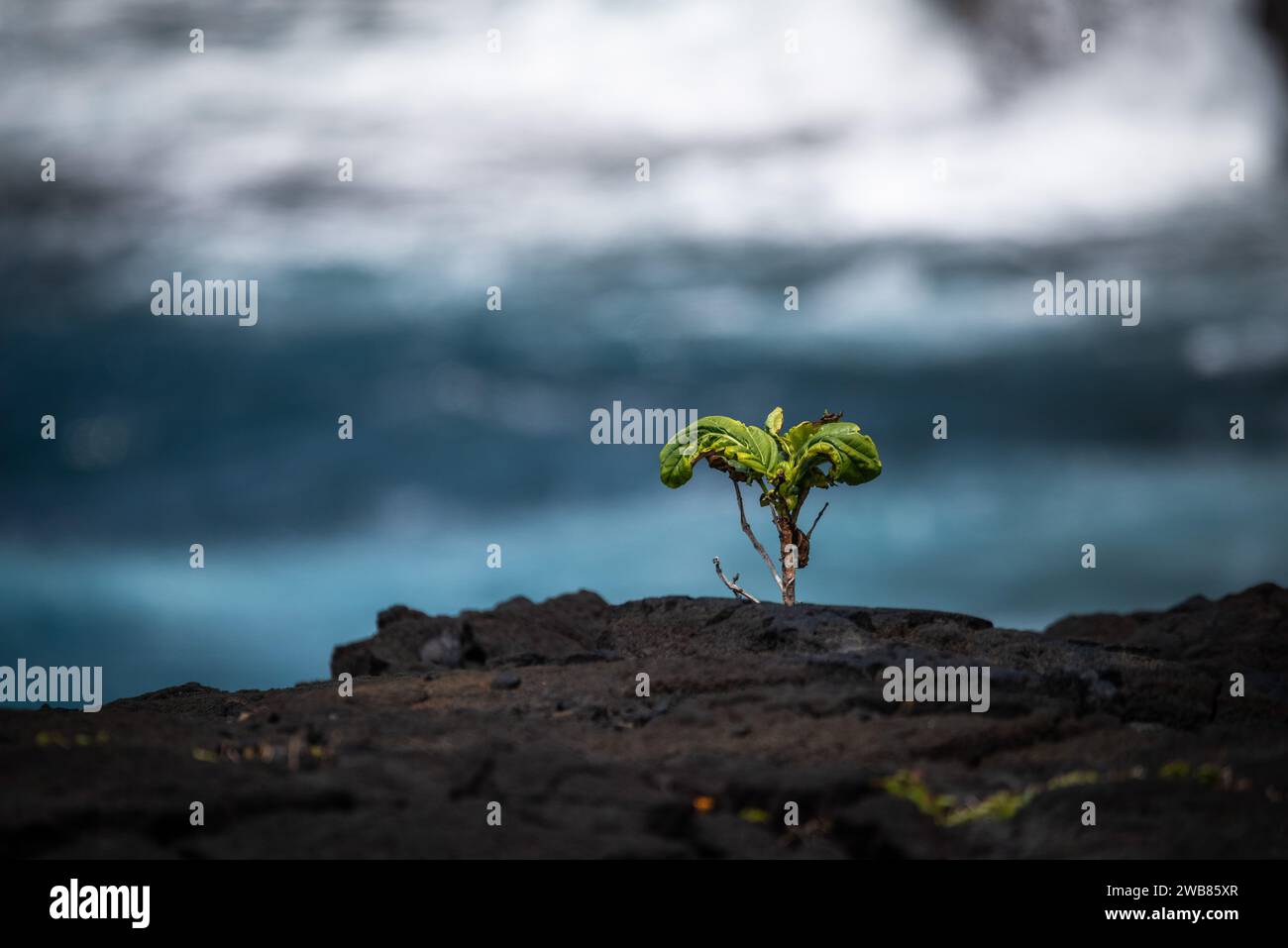 Hawaii chain hi-res stock photography and images - Alamy