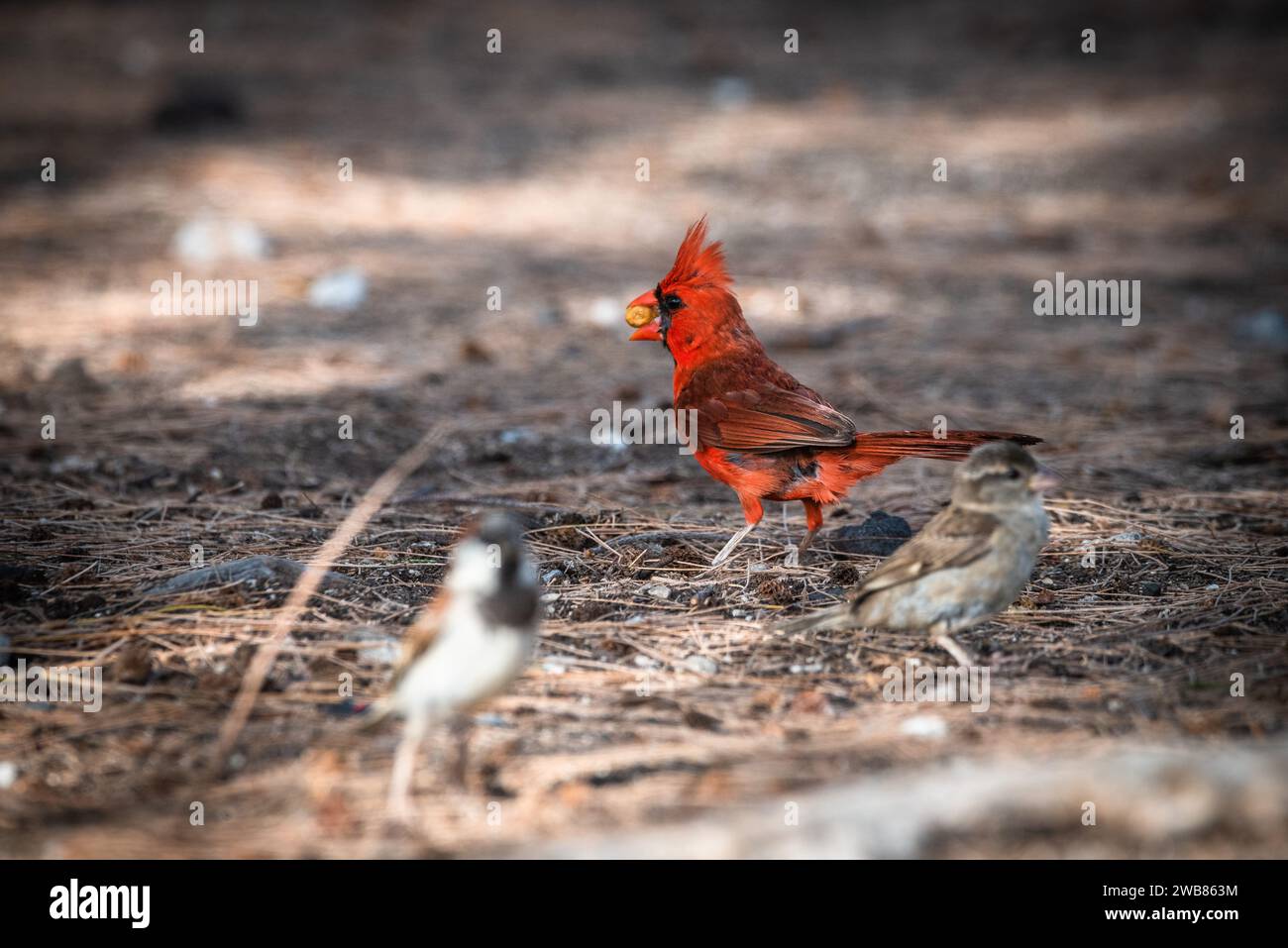 Rotcardinal hi-res stock photography and images - Alamy
