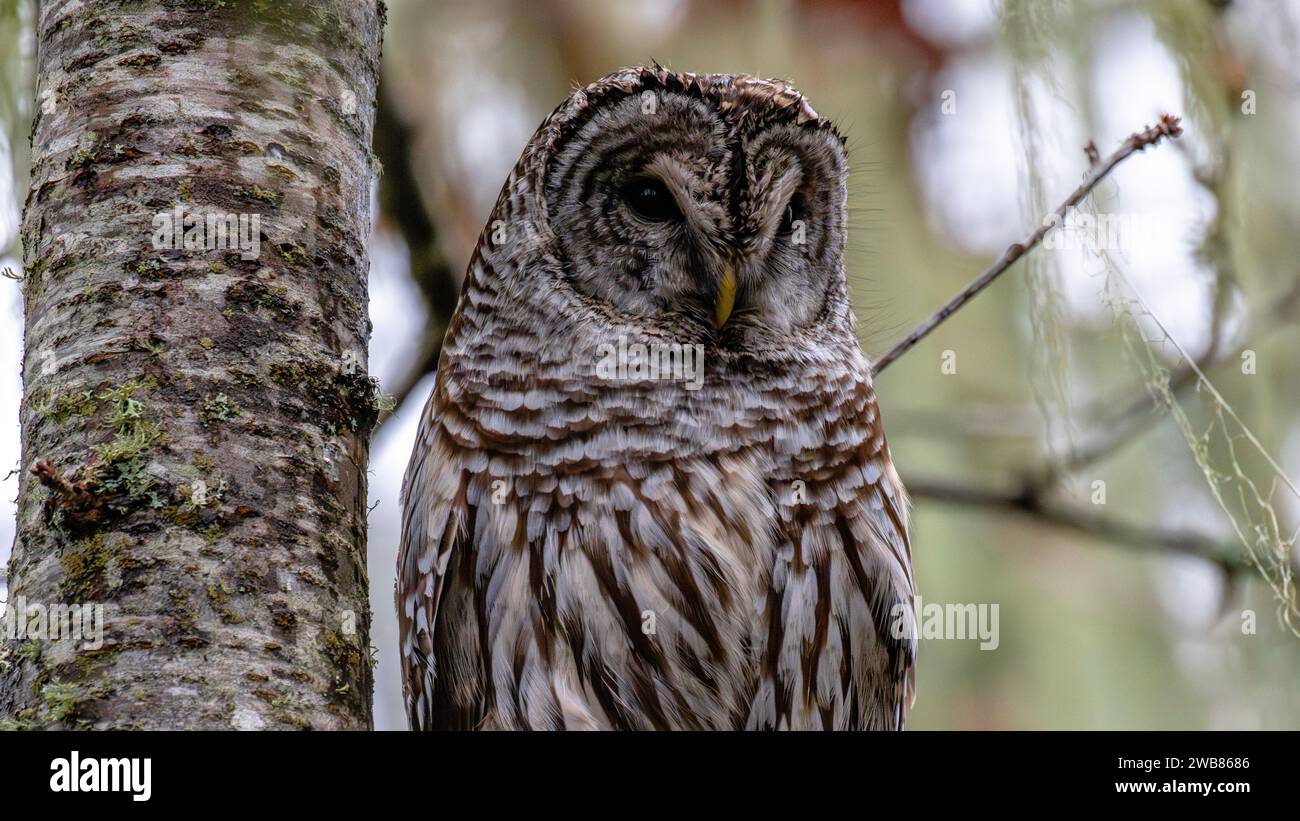 Great horned owl roost tree hi-res stock photography and images - Alamy