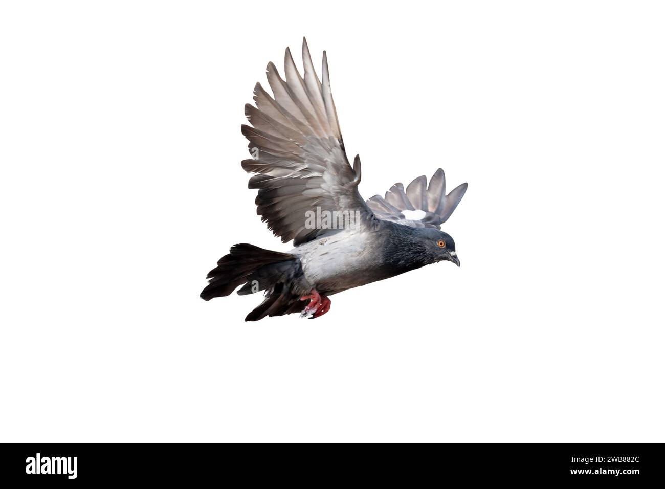 Movement scene of rock pigeon flying in the air isolated on white ...