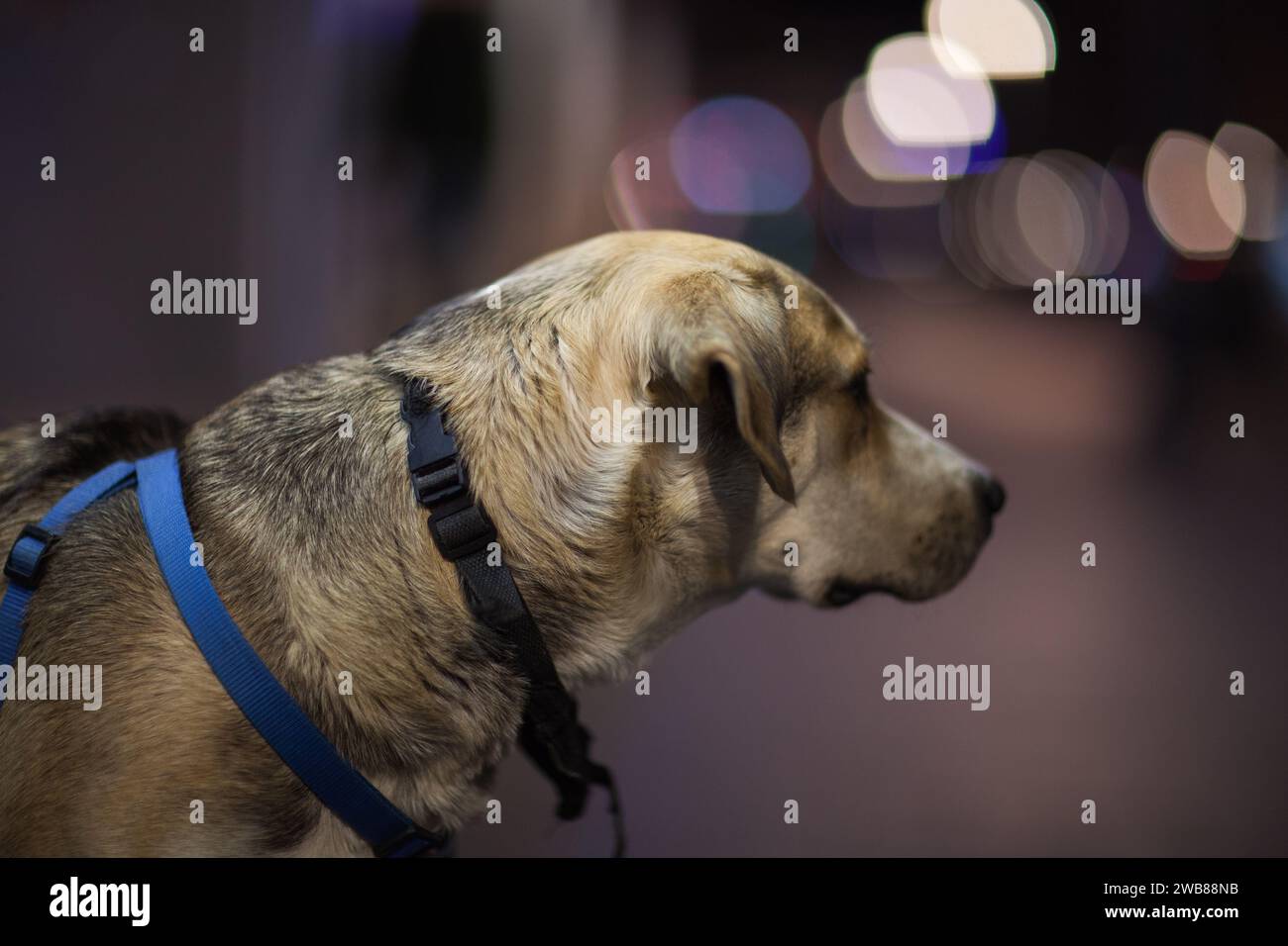 A cute dog sitting atop a bench in a tranquil night-time setting ...