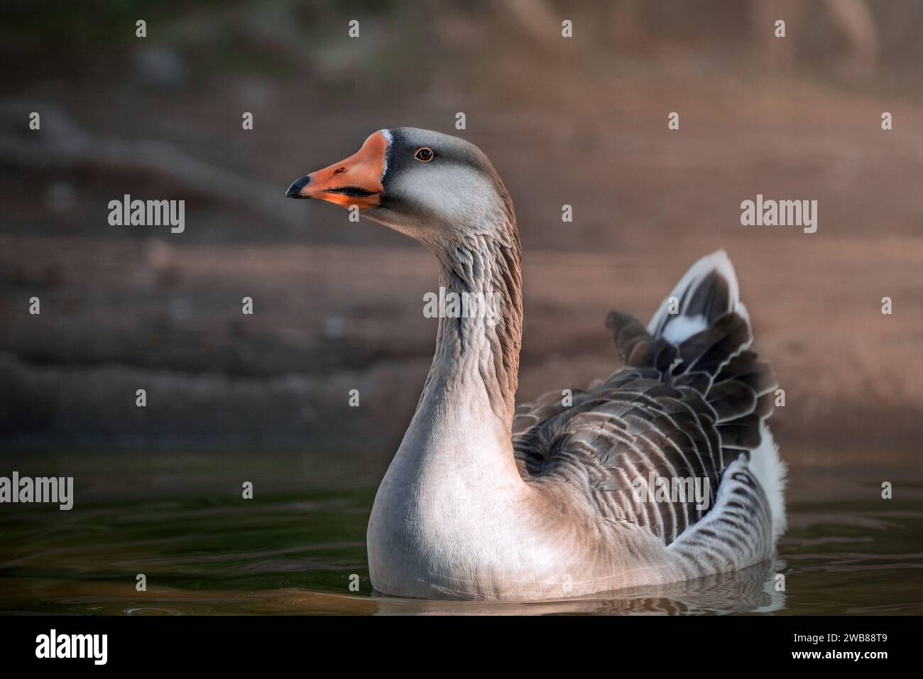 A single goose gliding along a tranquil river, its head and neck ...