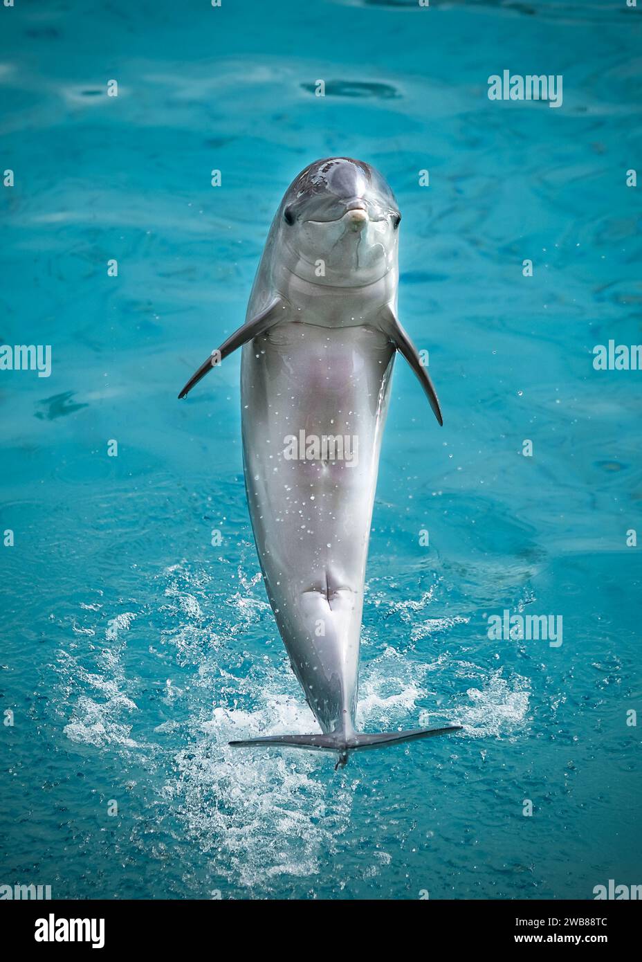 A bottlenose dolphin leaping out of the water, its head and dorsal fin ...