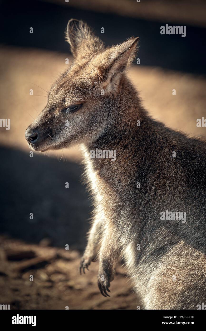 A solitary kangaroo perched atop a dusty patch of earth, in a ...