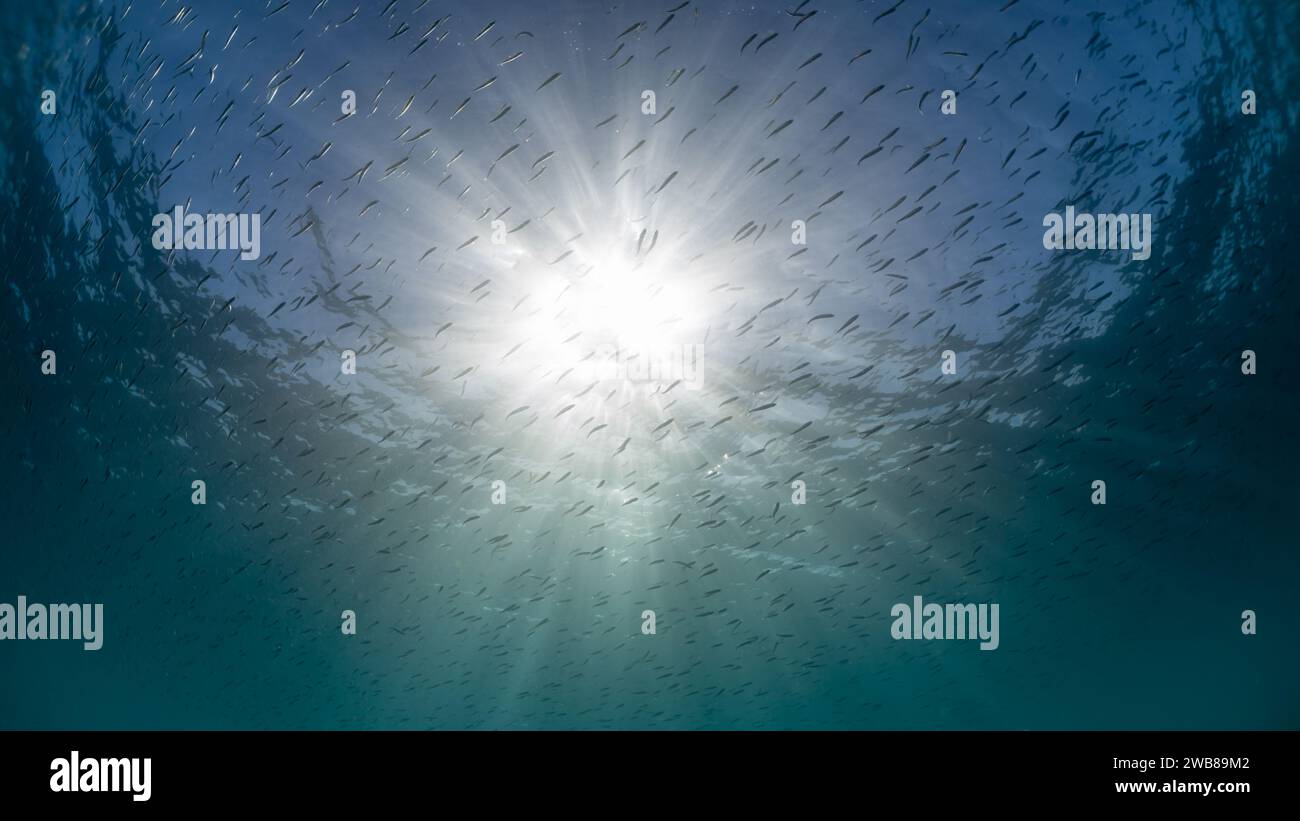 Underwater sunshine bottom view blue ocean Stock Photo - Alamy